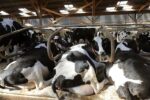 A checklist for keeping your cows healthy
