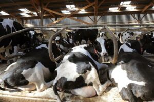 A checklist for keeping your cows healthy