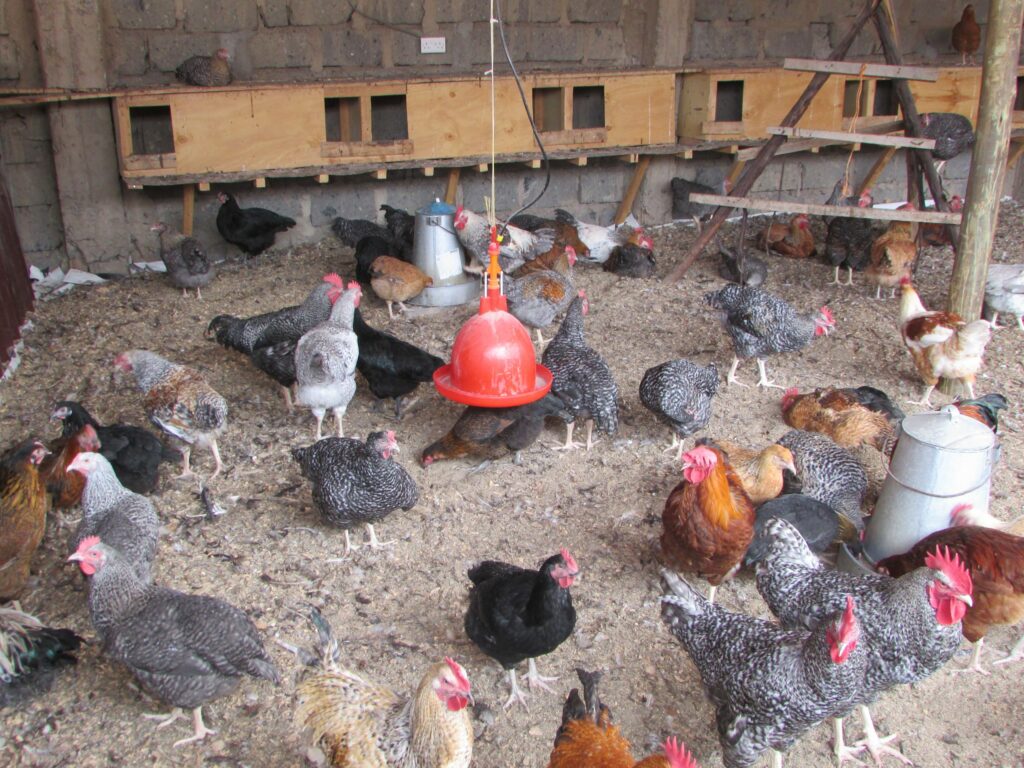 How you can use poultry litter at your chicken farm to boost farm ...