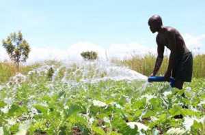 How Sukuma Wiki Farming in Kenya Made Me a Millionaire