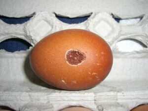 17 common egg shell quality problems, their causes and prevention