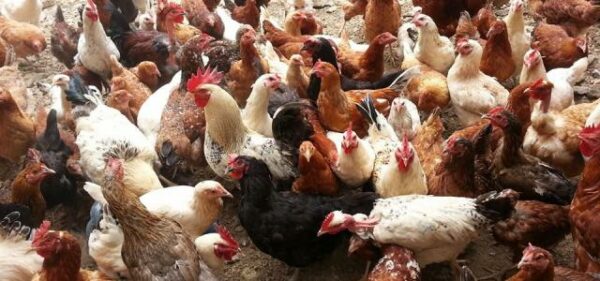 Most dangerous chicken disease that you must know about