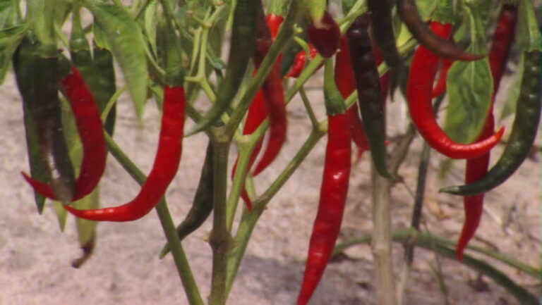How to profitably do chilli pepper farming in Kenya in 3 to 6 weeks
