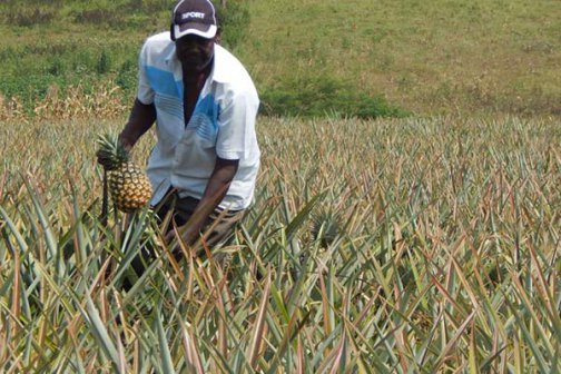 My secret to making millions from pineapple farming in Kenya