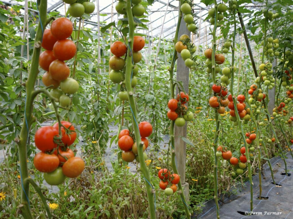 I started with Sh. 5,000 and became a millionaire from farming tomatoes