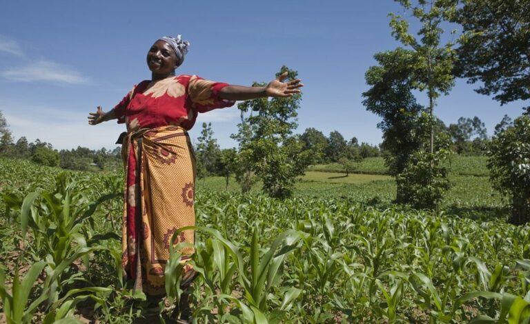 Easy ways to plant maize for a high harvest