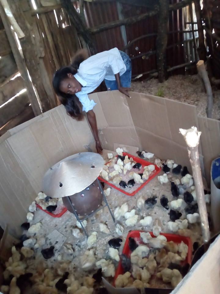 Welcome to my poultry farm where I keep 3,000 chickens