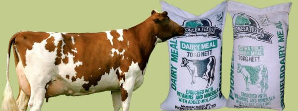 How to make your own dairy meal at home cheaply