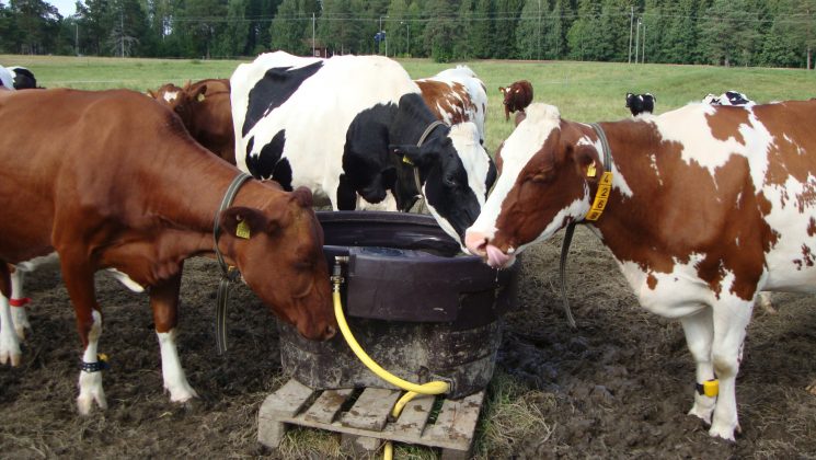 Why You should Try Crossbreeding In Your Dairy Farm