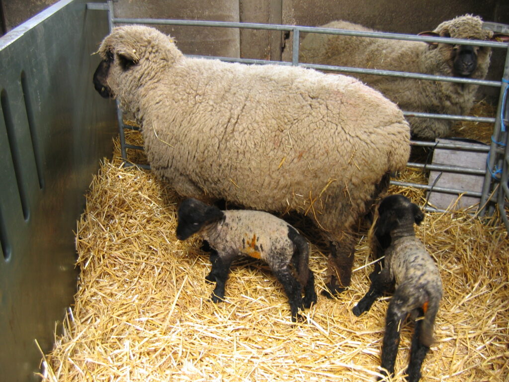 4 easy ways to increase sheep fertility rate