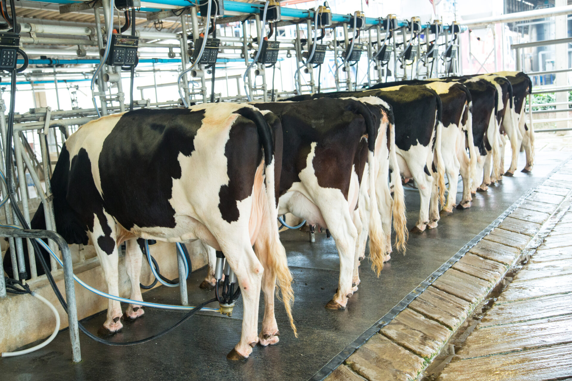 Top 8 Largest Milk Producing Countries In The World top-8-largest-milk-producing-countries-in-the-world