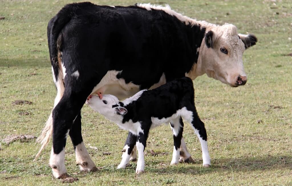 How Much To Feed A Cow With A Nursing Calf How Much To Feed A Cow With A Nursing Calf