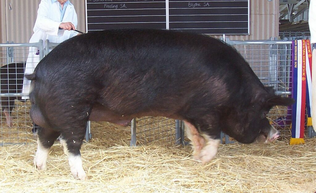 Tips on how to understand boar's( pig ) role in breeding