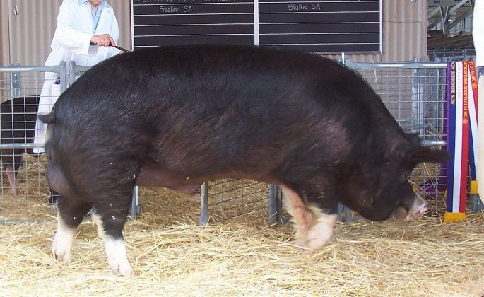 Tips on how to understand boar's( pig ) role in breeding