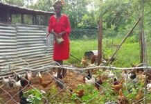Chicken Farming in Kenya: How to start a profitable poultry business in ...