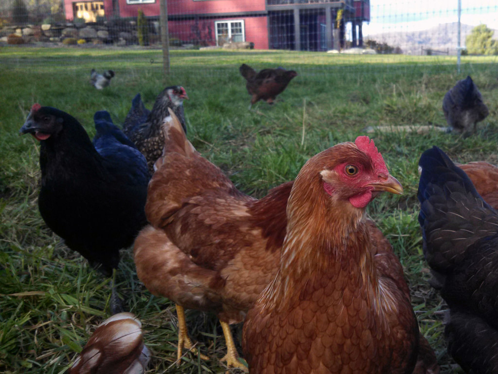 Chicken Farming in Kenya: How to start a profitable poultry business in ...