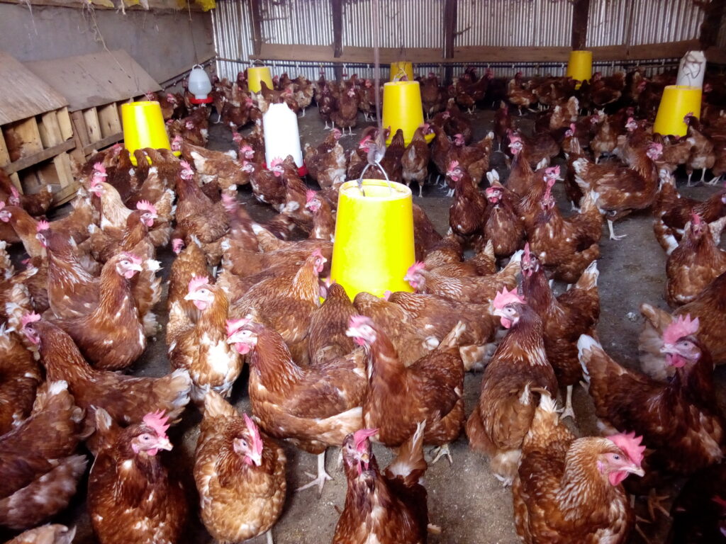 How to increase your poultry production for more profits