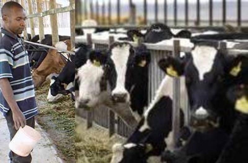 Henry Muriuki: How dairy, poultry and pig farming made me wealthy