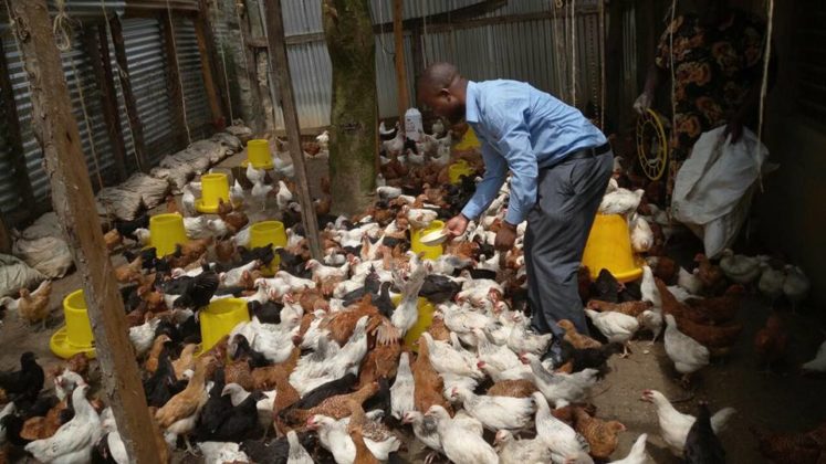 How chicken farm makes Sh. 600,000 per week from selling chicks