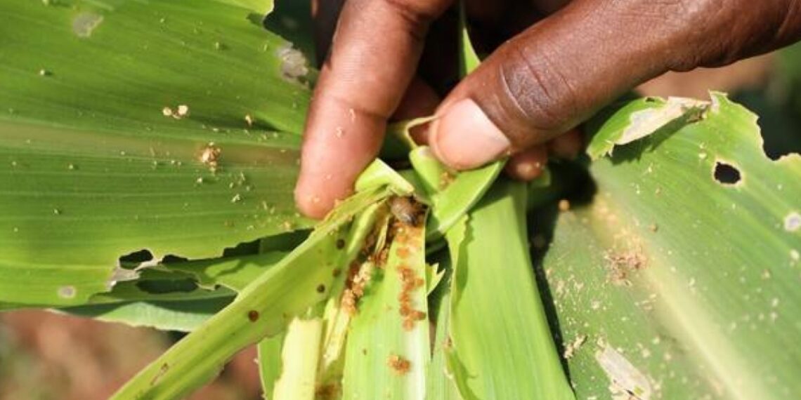 Easy ways to plant maize for a high harvest