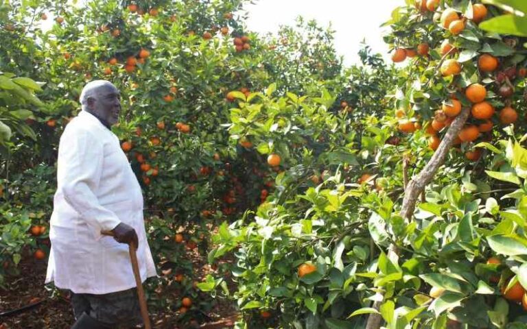 How profitable is pixie farming? Everything you need to know
