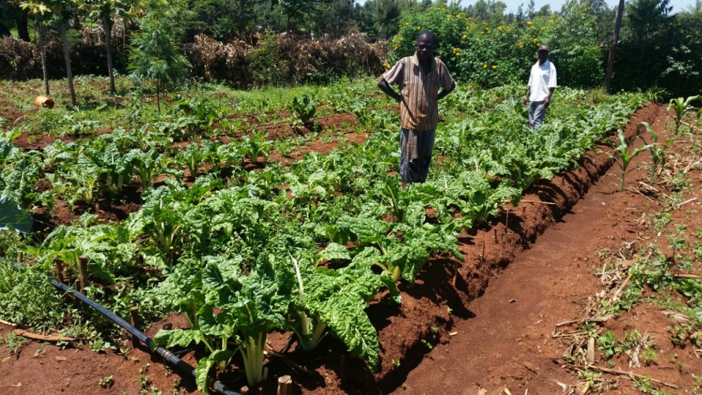 Charles Oloo: New irrigation method helps vegetable farmer double yield