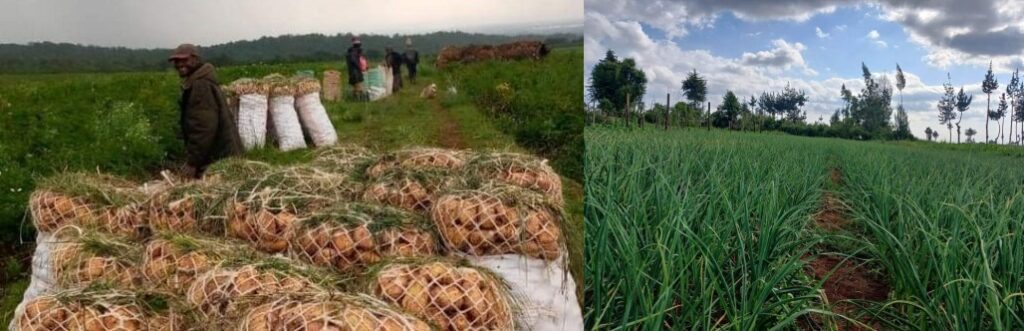 Alfred Koome: Meru farmer makes six-figures from 130 bags of potatoes ...