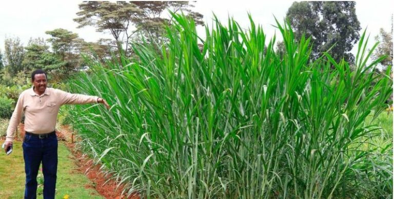 Super Napier Grass (Pakchong 1): Revolutionizing dairy farming in Kenya