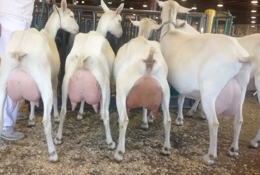 George Murithi: How I make Sh4,000 daily from goat milk