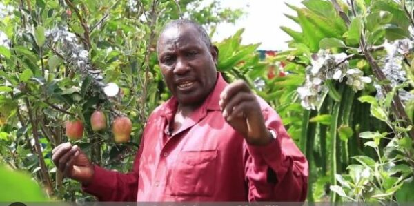 Peter Wambugu: I refused to sell Wambugu Apple to a white man for Sh30 ... Peter Wambugu: I refused to sell Wambugu Apple to a white man for Sh30 ...