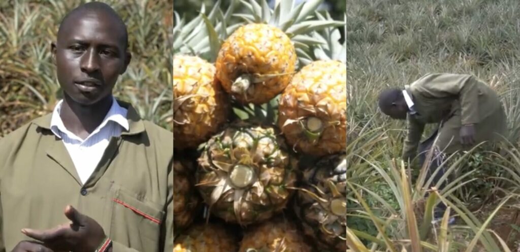 Teacher who quit job for pineapple farming is now a pineapple millionaire