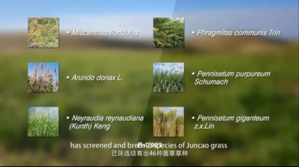 Juncao: New Napier grass variety that yields more, increases milk ...