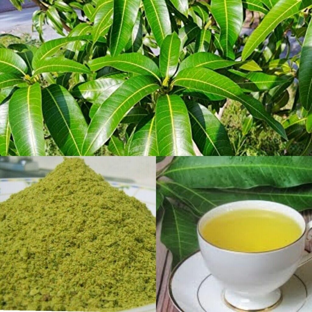 Why you should include mango leaves in your diet