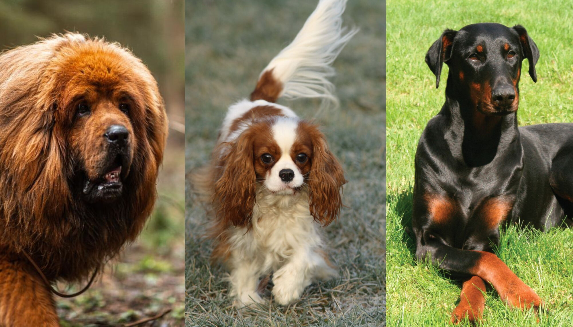Best Dog Breeds In Kenya at Skye Zepps blog