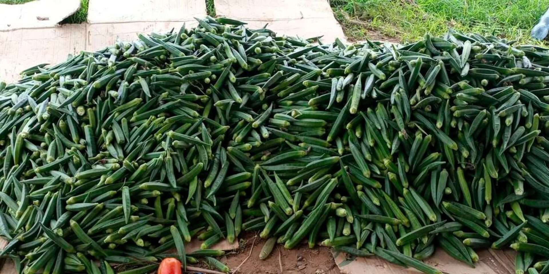 Joyce Njoki: Why I quit my waitress job for lucrative Okra farming