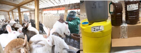 Rabbit Urine: How farmers are making millions from this magic fluid