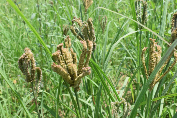 A look at the new high yielding finger millet variety developed by KALRO
