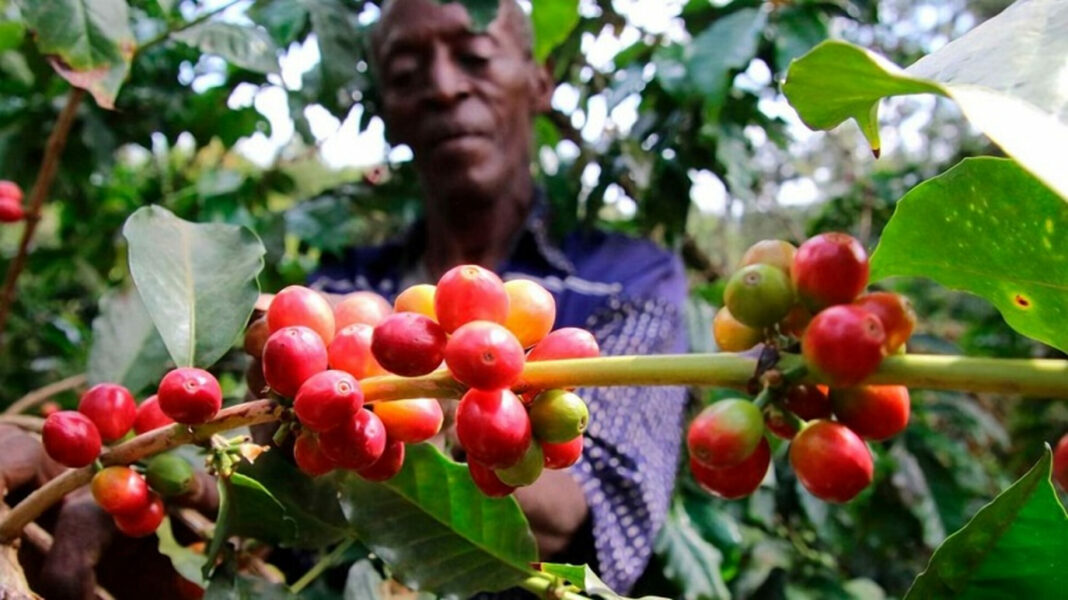 KPCU to offer Sh. 5 billion loan for coffee farmers