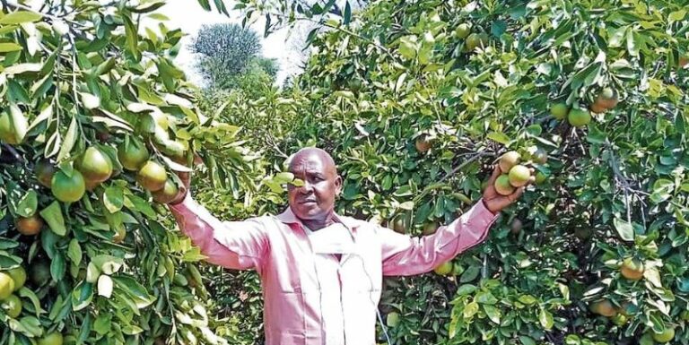 Farmer cashing from the most profitable orange varieties on a 15-acre farm