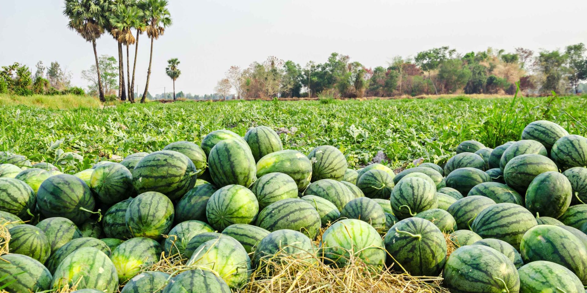 Easy guide to farming watermelons in Kenya