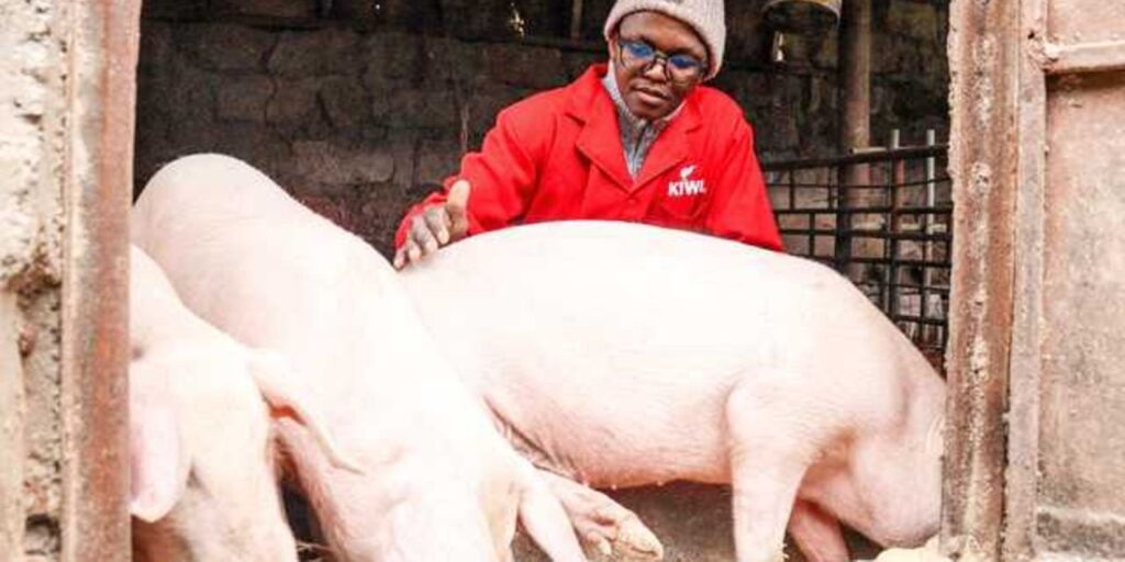 Brian Maina: How I grew my pig farm from 3 to 36 in less than a year